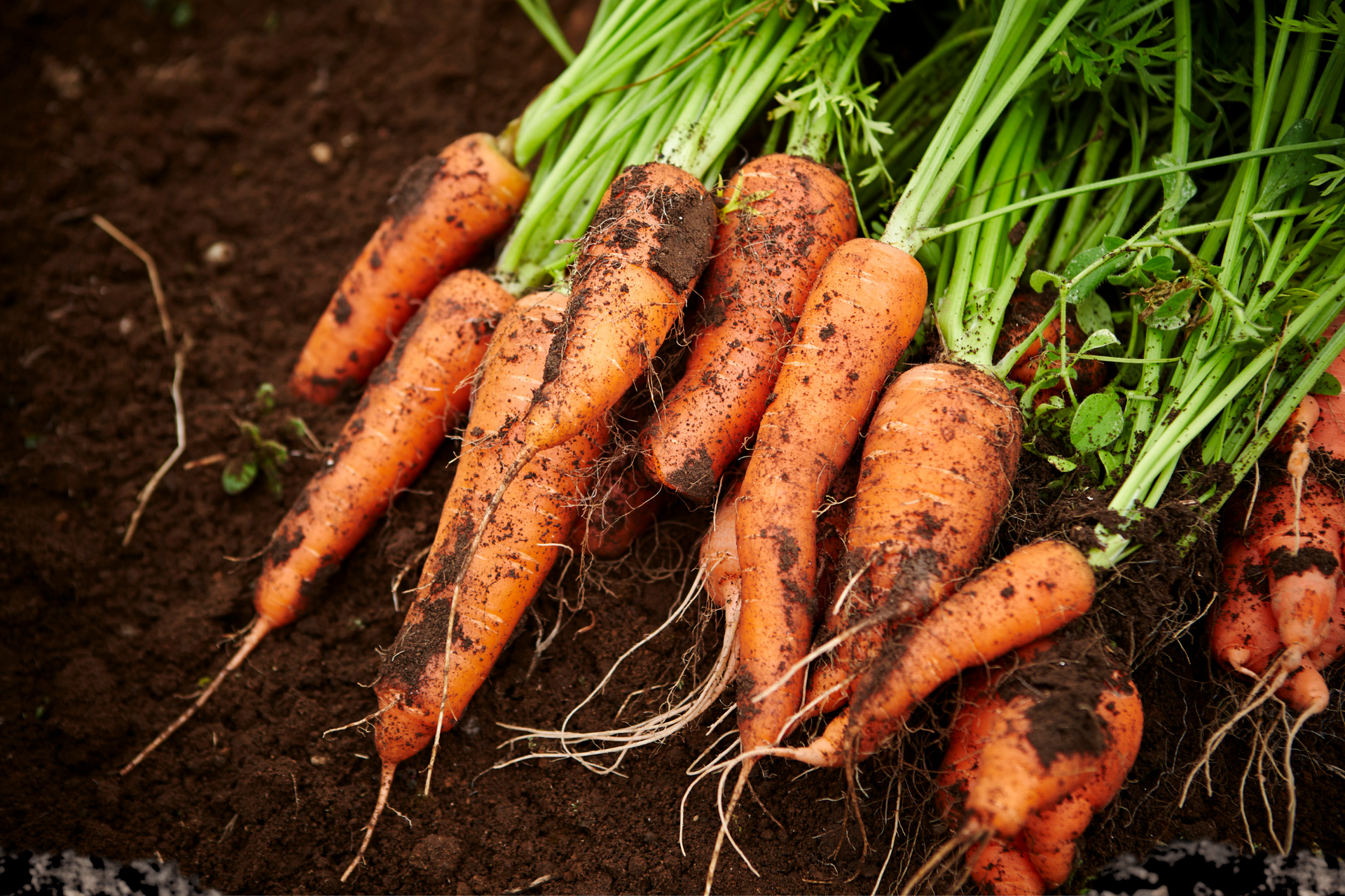 Fertilizer for carrots store